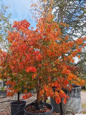 L'arbre de fer - Spotjardin